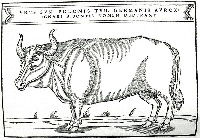 Domestication of the Aurochs, Ancestors of Domestic Cattle : History of ...