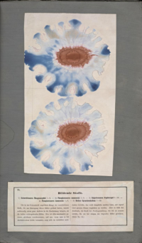 Friedlieb Runge Illustrates "Psychodelic" Images Formed on Blotting ...